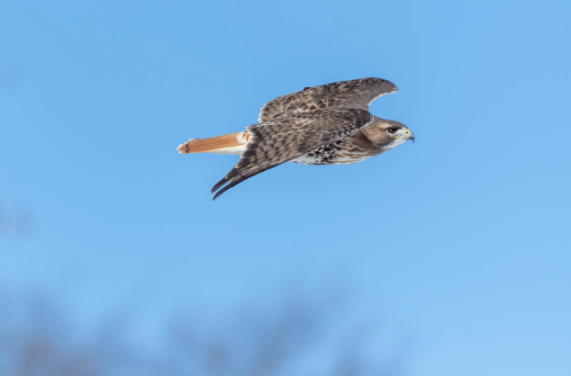 MIT Club of New York - Bird Walks with the MIT Club 10.22.22