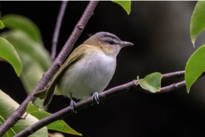 MIT Club of New York - Bird Walks with the MIT Club | September 24, 8am ...
